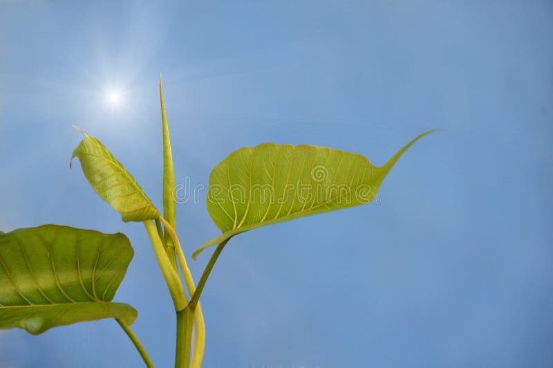 New sprout stock image. Image of bush, summer, rays, color - 9869045