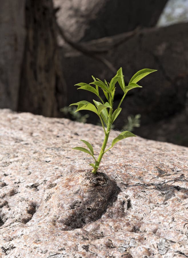 New Sprout Grows from the Old Trunk of a Baobab Tree Stock Image ...
