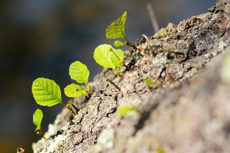 New sprout and leaf stock image. Image of leaves, herb - 43800539