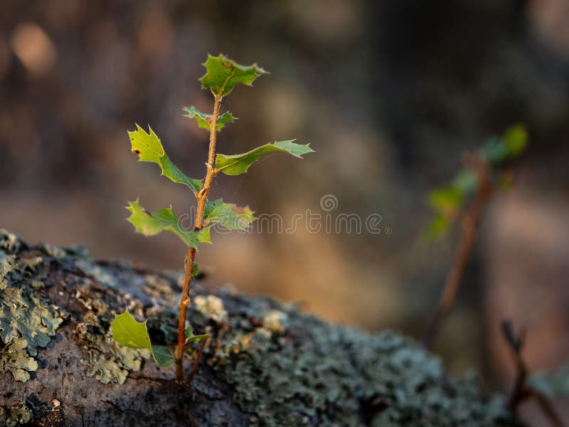 New Sprout Oak Tree Branch Detail Shot Stock Image - Image of shot ...