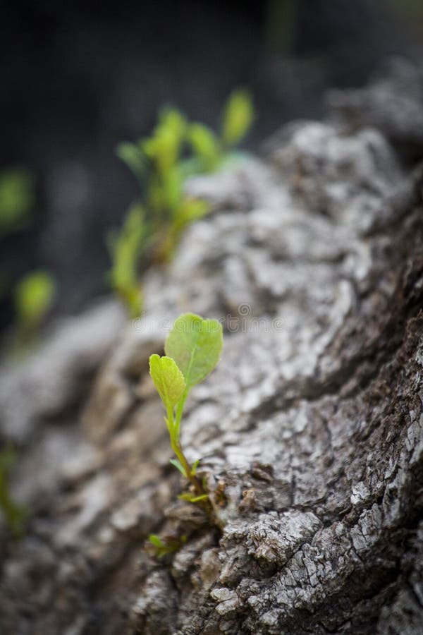 New sprout stock photo. Image of leaf, spear, natural - 78473036