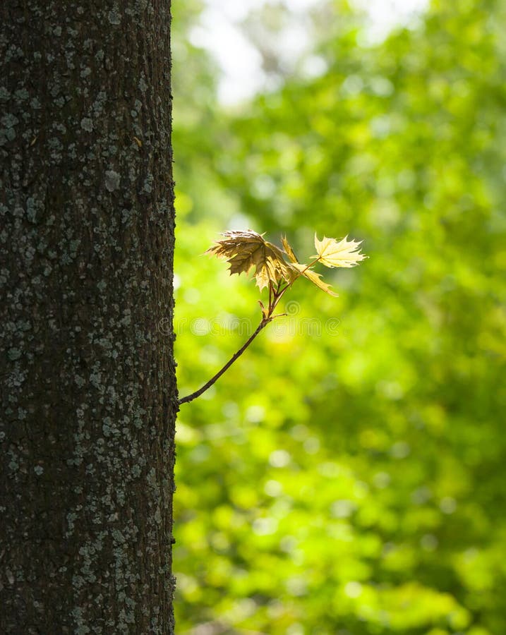 New sprout on old tree stock image. Image of foliage - 53821671