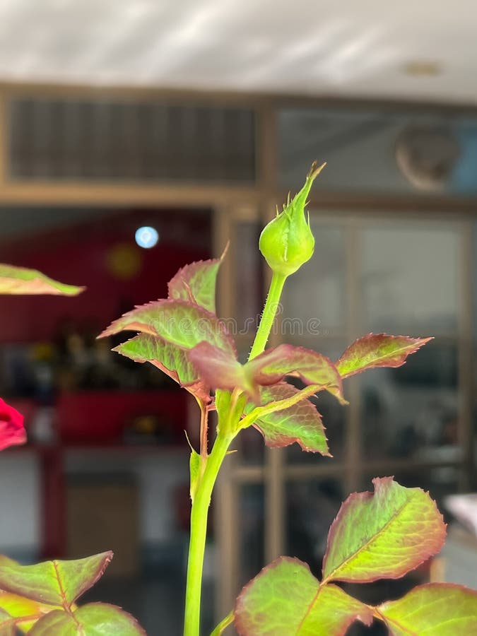 New Sprout Rose,rose Bud Emerge ,for Growing Plant Stock Image - Image ...