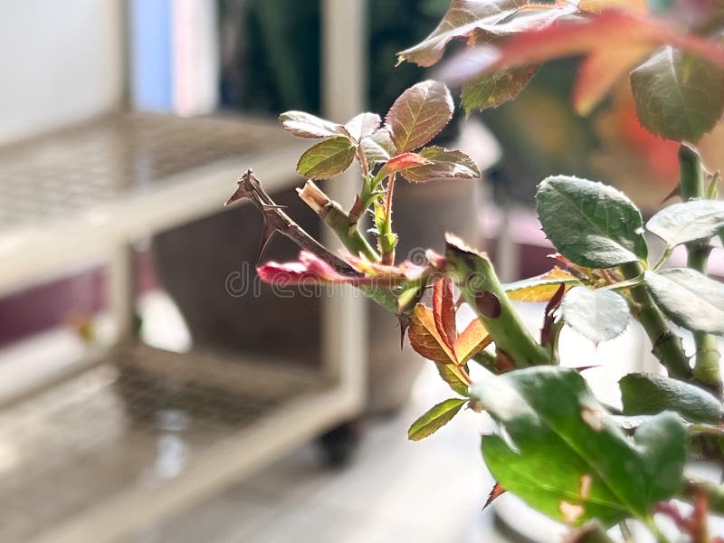 New Sprout Rose,rose Bud Emerge ,for Growing Plant Stock Image - Image ...