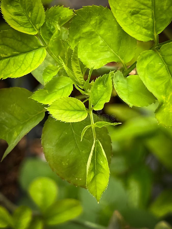 New Sprout Rose,rose Bud Emerge,for Growing,young Leaf Stock Photo ...