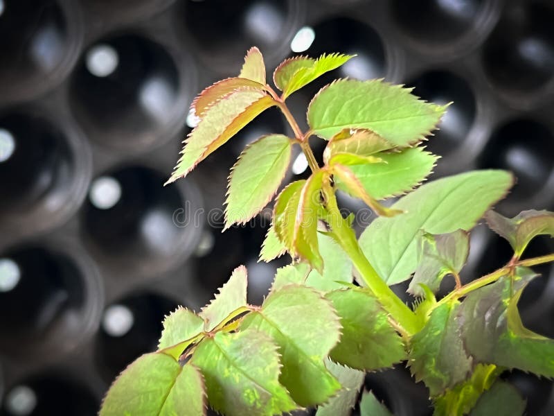 New Sprout Rose,rose Bud Emerge,for Growing,young Leaf Stock Image ...