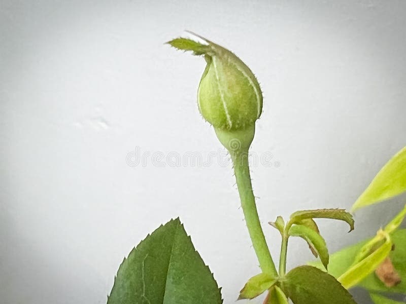 New Sprout Rose,rose Bud Emerge,for Growing,young Leaf,prepare for Soft ...