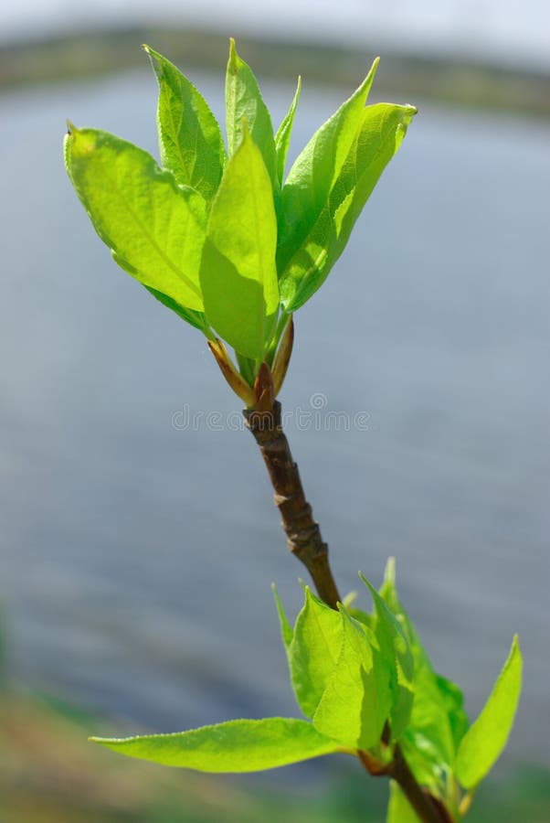 New sprout in spring stock photo. Image of agriculture - 37554154