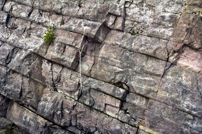 A New Sprout of Young Pine Grows in the Rock. Ecosystem Stock Photo ...