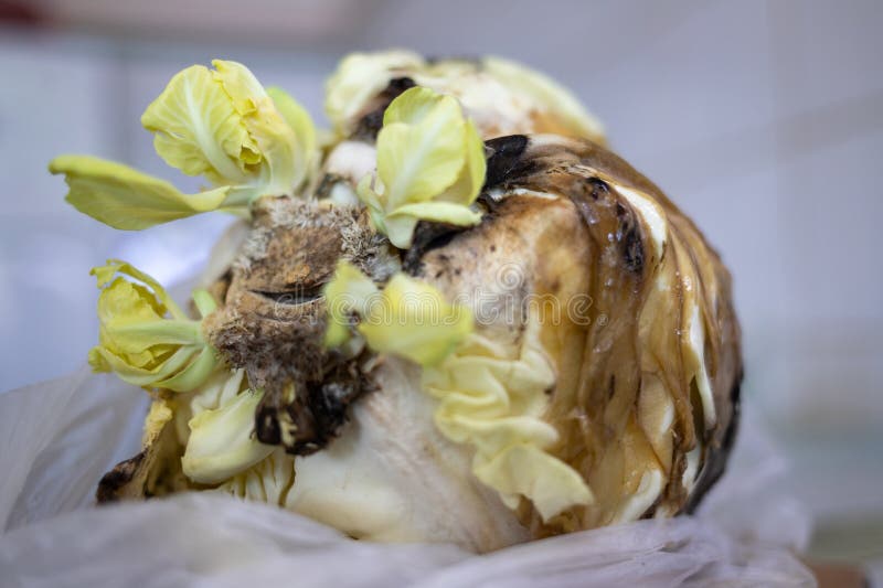 New Sprouts are Emerging from the Core of an Old Cabbage Head. Stock ...