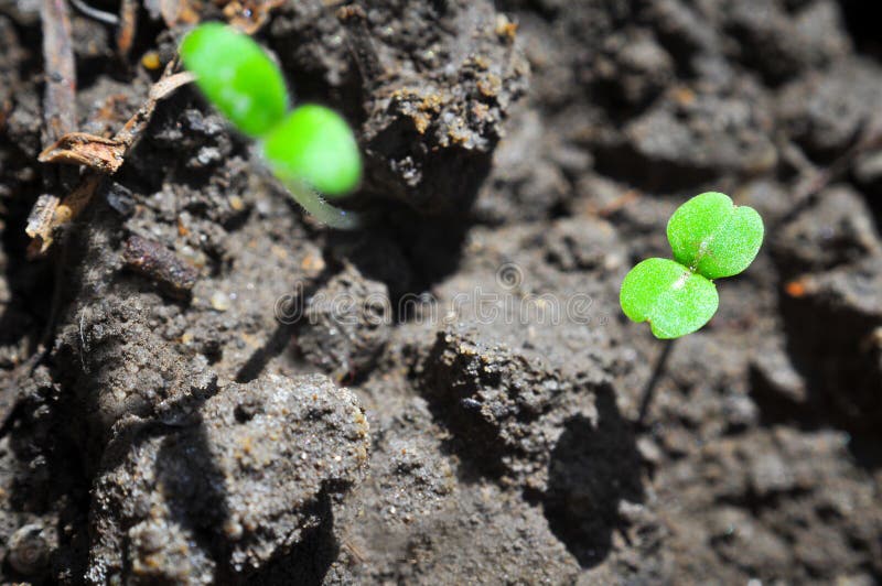 New sprouts stock image. Image of white, side, sprouts - 65117619