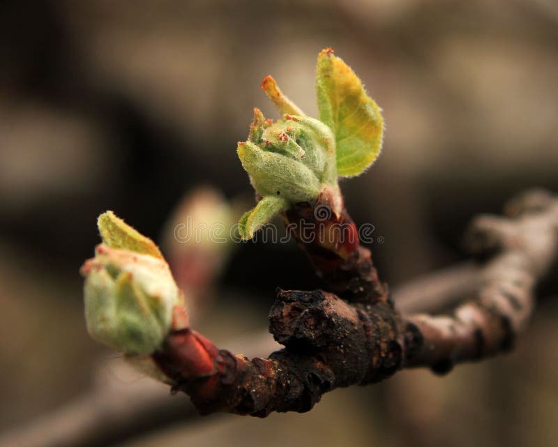 New sprouts - spring time stock photo. Image of gardening - 27062994