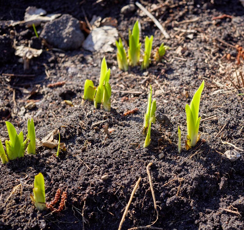 New sprouts in springtime stock photo. Image of season - 90589984