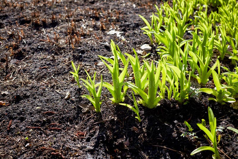 New sprouts in springtime stock image. Image of closeup - 90589987