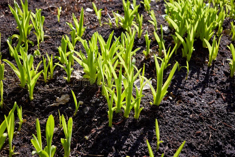 New sprouts in springtime stock photo. Image of grass - 90589994