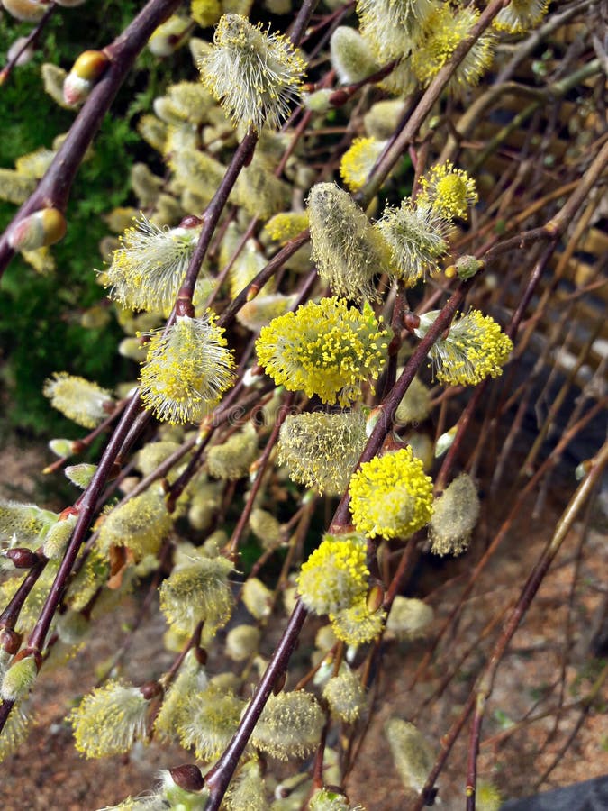 Spring sprouts stock image. Image of willow, beauty - 115683101