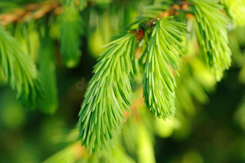 New Spruce Branches Close-Up Stock Image - Image of closeup, seasonal ...