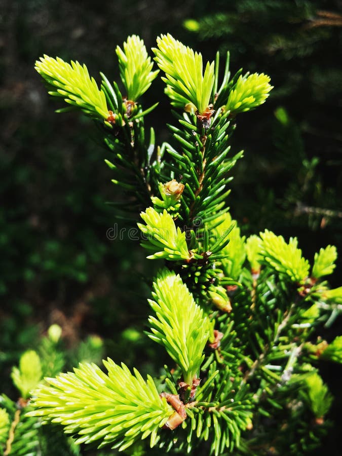 New Spruce Branches. Spruce Buds Stock Photo - Image of pine, holiday ...