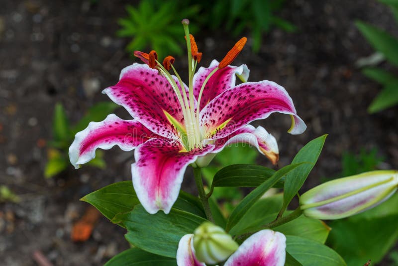 New Stargazer Lily Blooming in the Orange Garden Stock Image - Image of ...