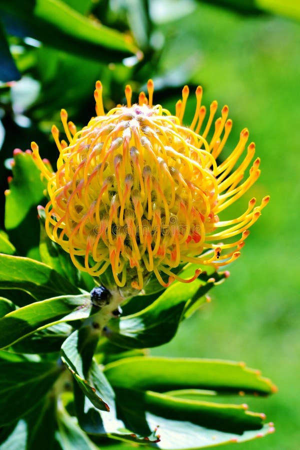 New start stock image. Image of nature, common, pincushion - 26748497
