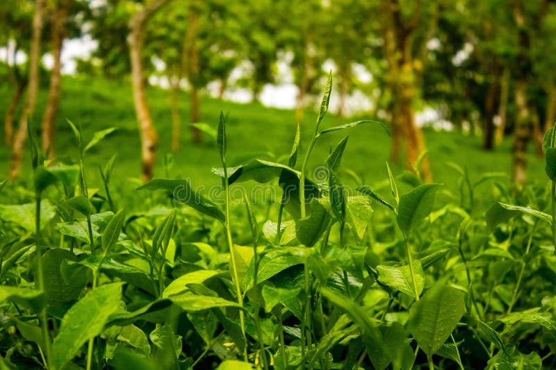 New Tea Leaf from Tea Plant in the Tea Garden. Stock Image - Image of ...