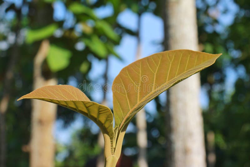 Teak Leaf Closeup stock image. Image of color, fresh - 233653897