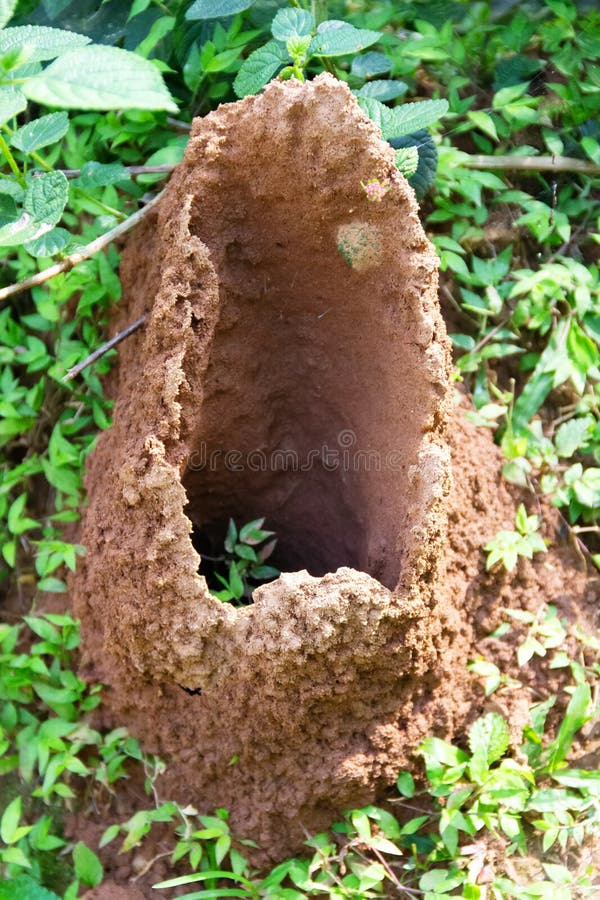 New termite house stock image. Image of isoptera, fauna - 205517319