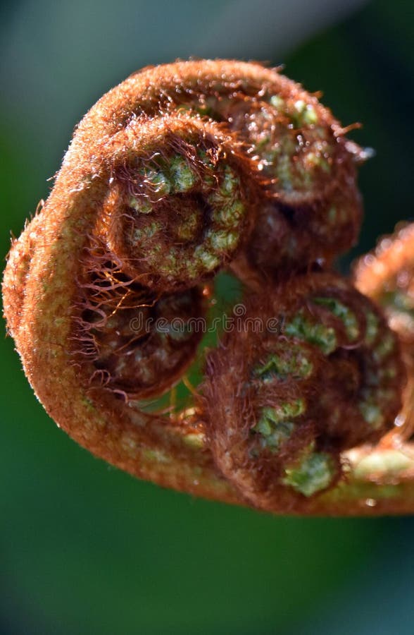 New Tree fern leaves stock photo. Image of fern, plant - 261110592