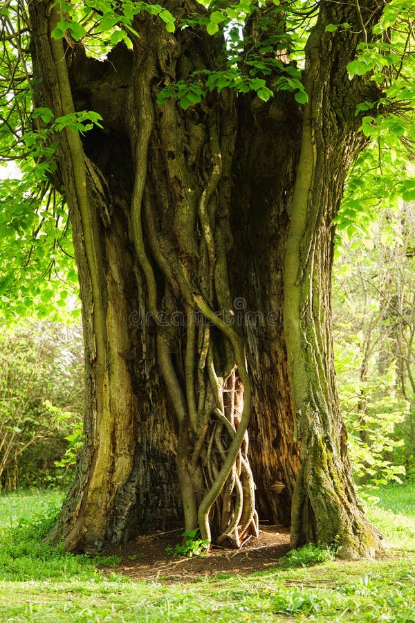New Tree Growing Inside Old Hollow Tree Bark Stock Photo - Image of ...