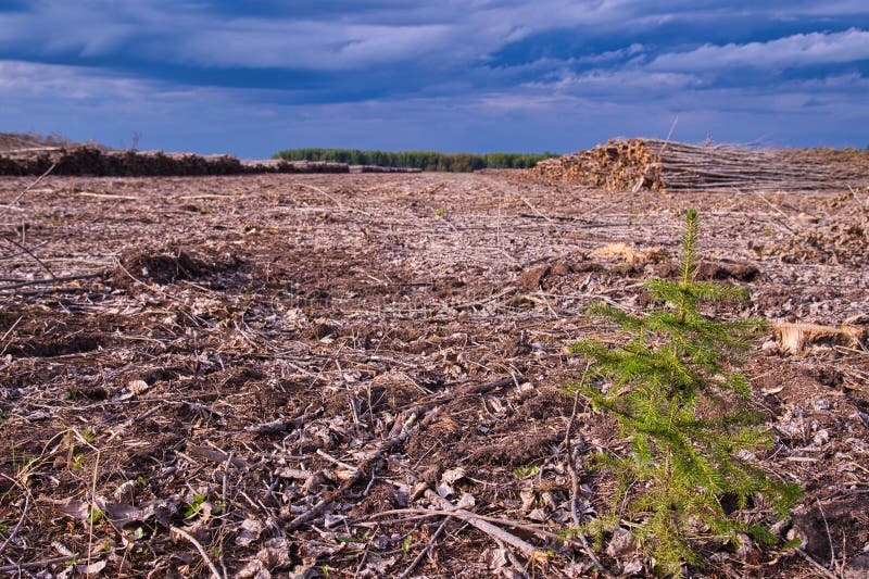 A New Tree Grows in the Feild Off Harvested Forest Trees Lay Stacked ...