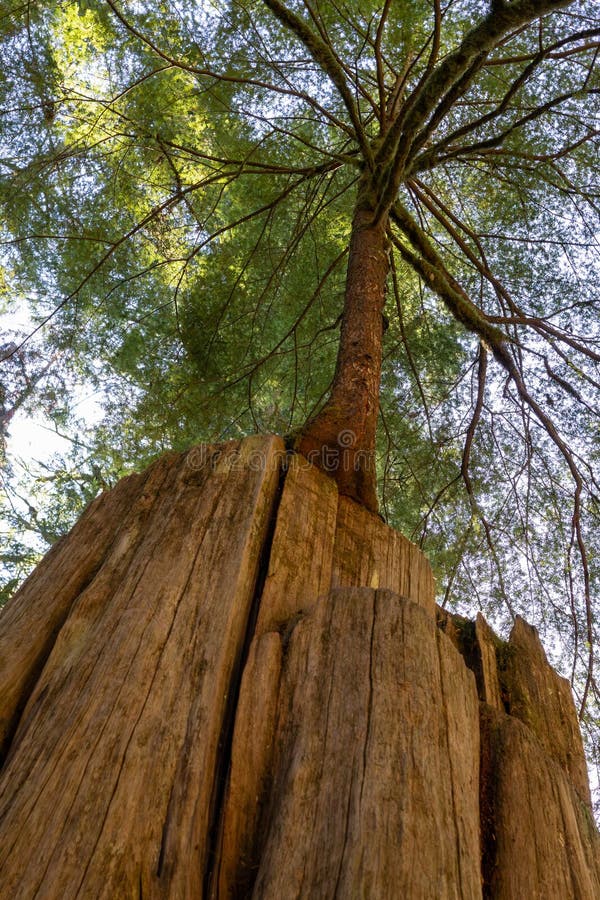 A New Tree Grows from a Tree Logged Sometime in the 1890s Stock Photo ...