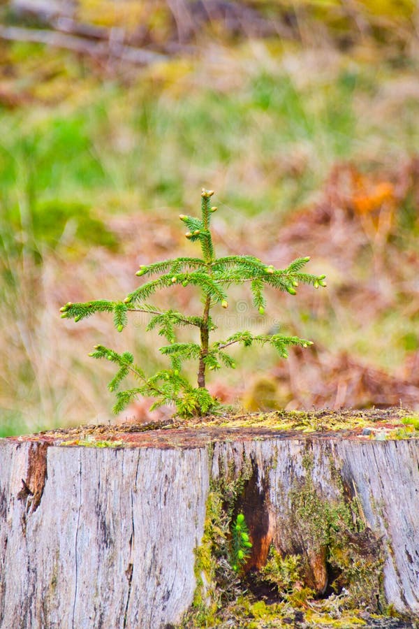 A New Tree Grows on an Old Tree Stock Photo - Image of rebirth, dark ...