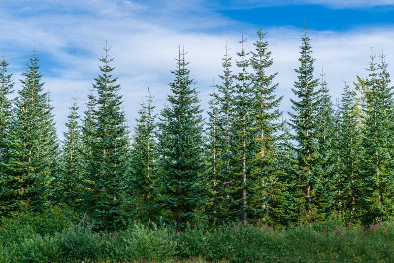 New tree Growth stock image. Image of wood, green, forest - 125130627