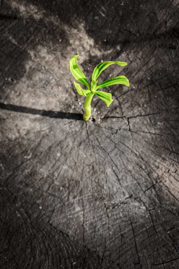 New Tree Growth Up on Dead Tree As Business Concept Stock Image - Image ...
