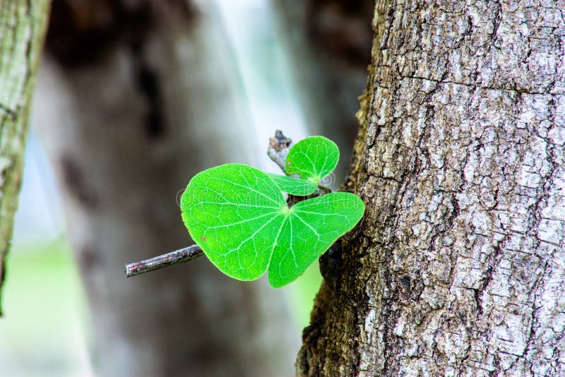 Tree leaf from old tree stock image. Image of green - 117192889