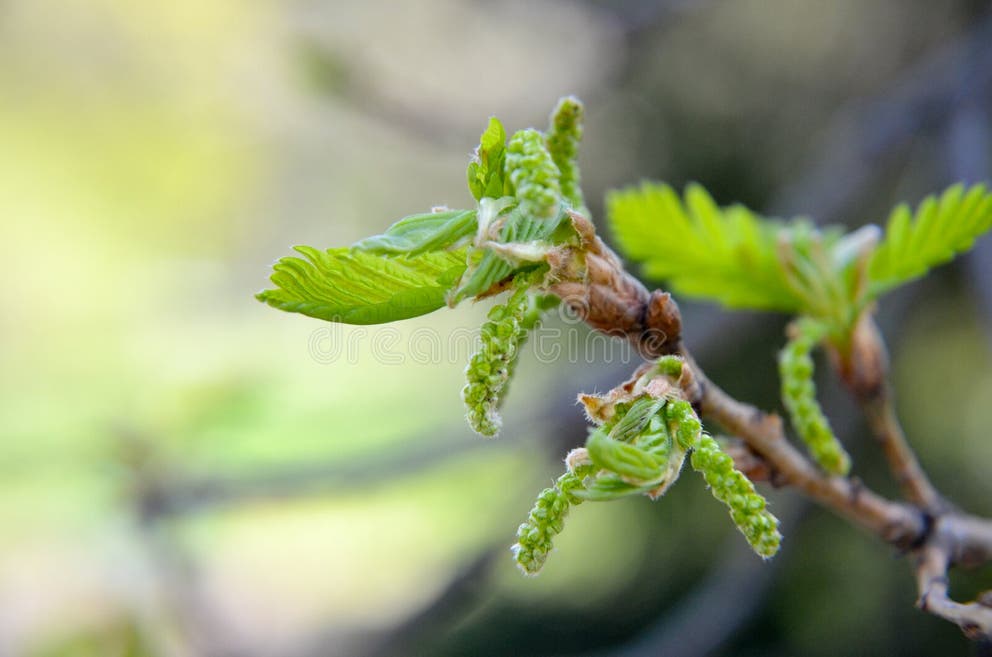 New Tree Leaves Budding in the Spring at Oak Stock Image - Image of ...