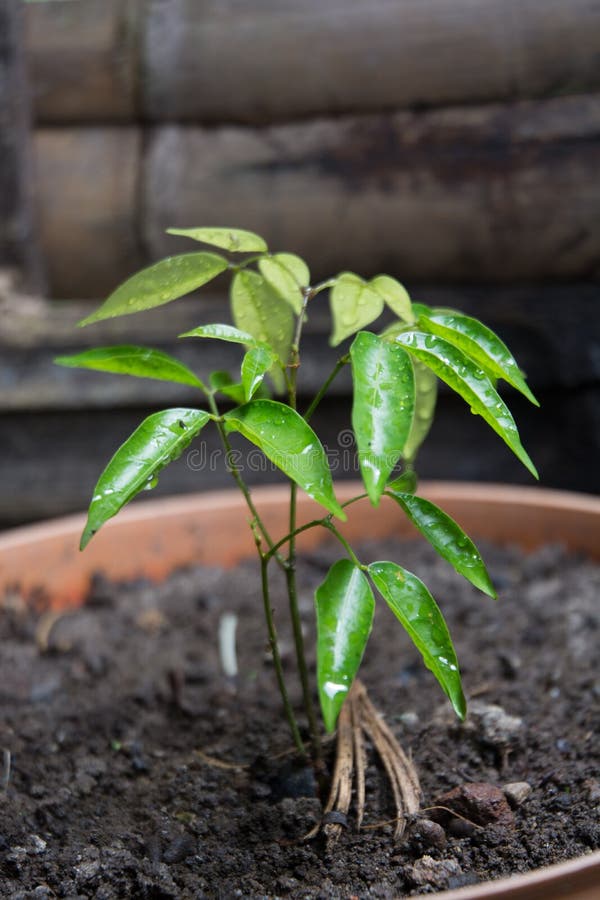 New Tree Seedlings Grown in a Pot Stock Photo - Image of plants, green ...