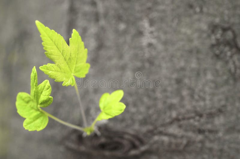 New tree shoots stock photo. Image of trunk, green, leaves - 6888042