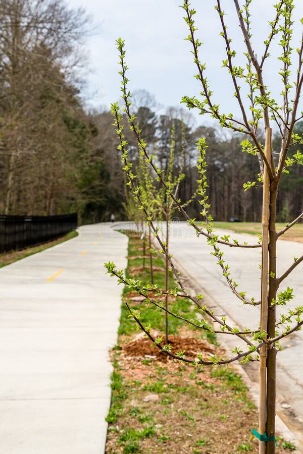 New Trees Along Walkway in Park Stock Image - Image of foliage, grass ...