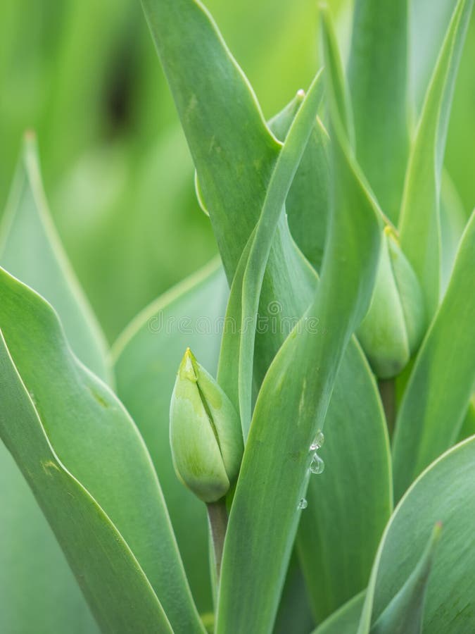 New tulip bulb stock photo. Image of green, tulip, plants - 39997206