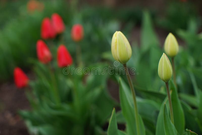 New Tulips Grow in the Spring Garden Stock Photo - Image of bush ...