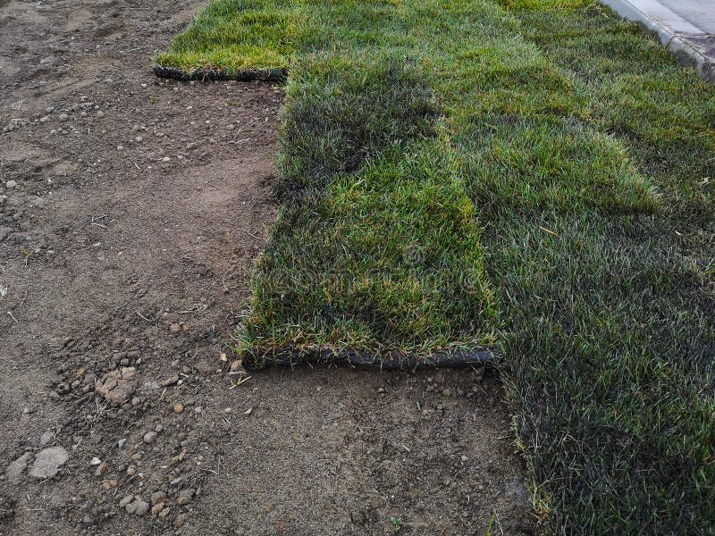New Turf Grass Installation Stock Image - Image of installing, flora ...