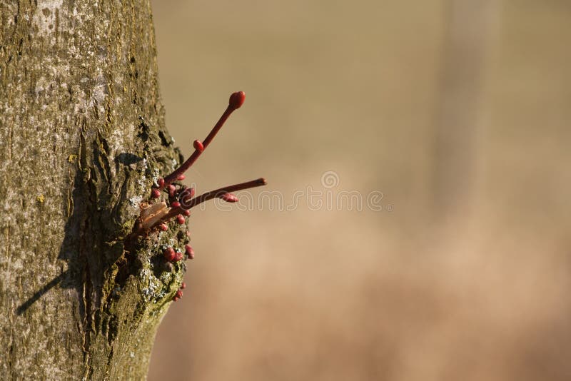 New twigs of a tree stock image. Image of background - 135837509