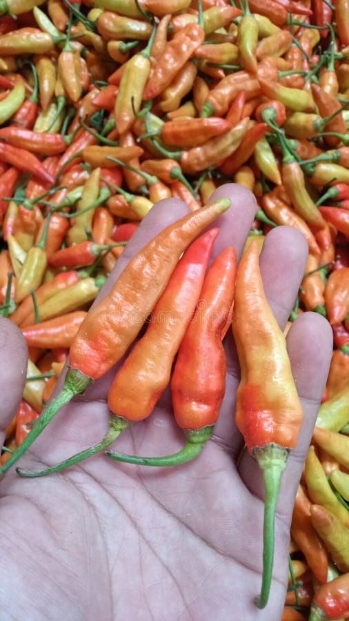 A New Type of Super Hot Chili Stock Photo - Image of chili, meat: 358633418