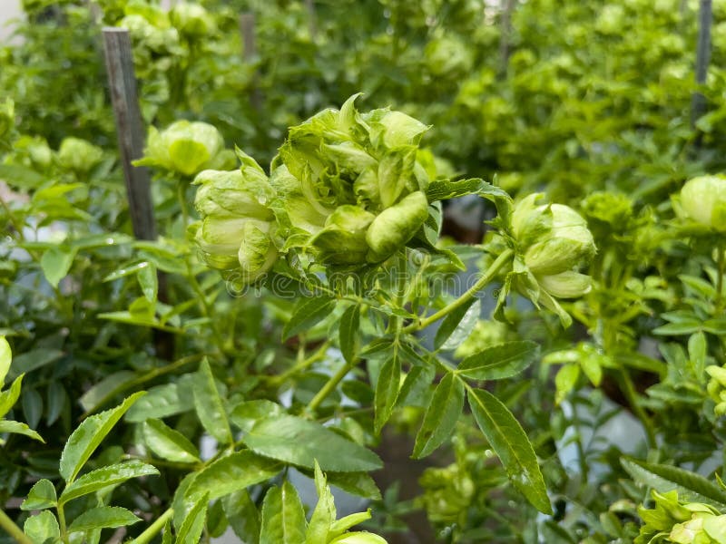 New Varieties of Green Rose Bushes. Stock Image - Image of varieties ...