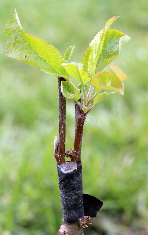 A Branch of a Fruit Tree with a Grafted New Variety Stock Photo - Image ...