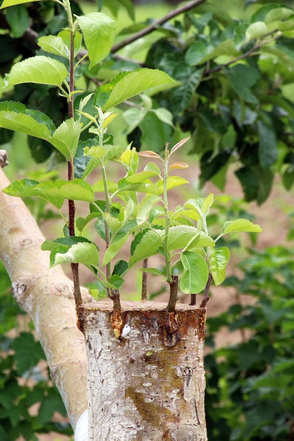 A Branch of a Fruit Tree with a Grafted New Variety Stock Photo - Image ...