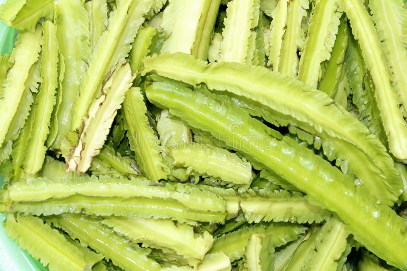 The New Vegetables in the Garden Stock Image - Image of food, healthy ...