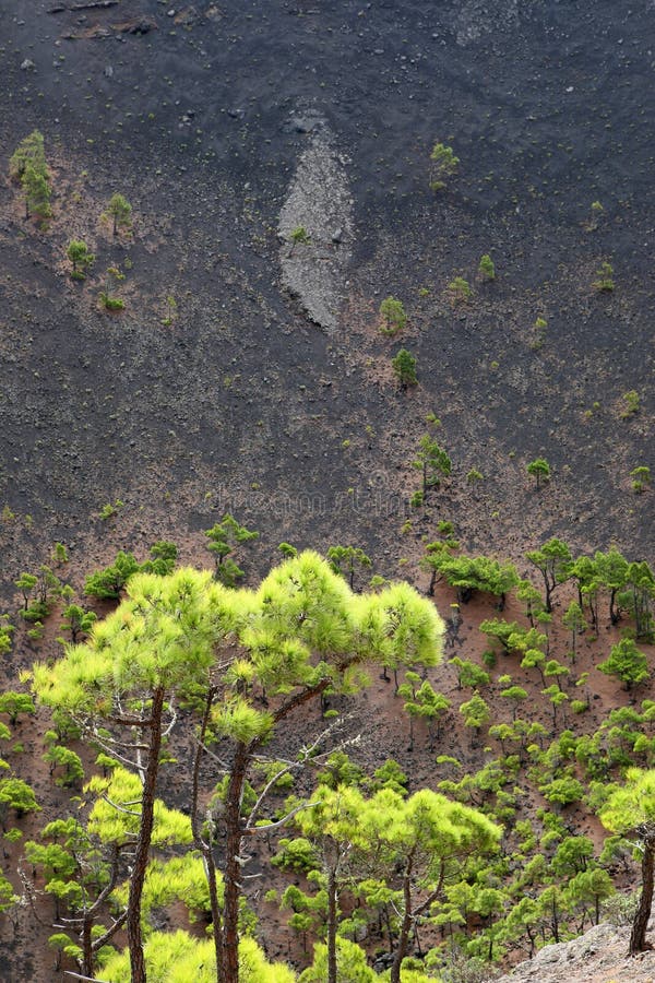 New vegetation stock photo. Image of sunlight, palma - 17091112