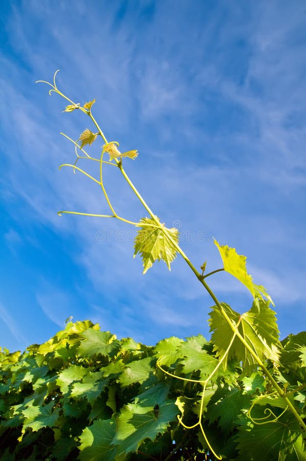 New Vine growth stock image. Image of branch, green, vineyard - 26480803